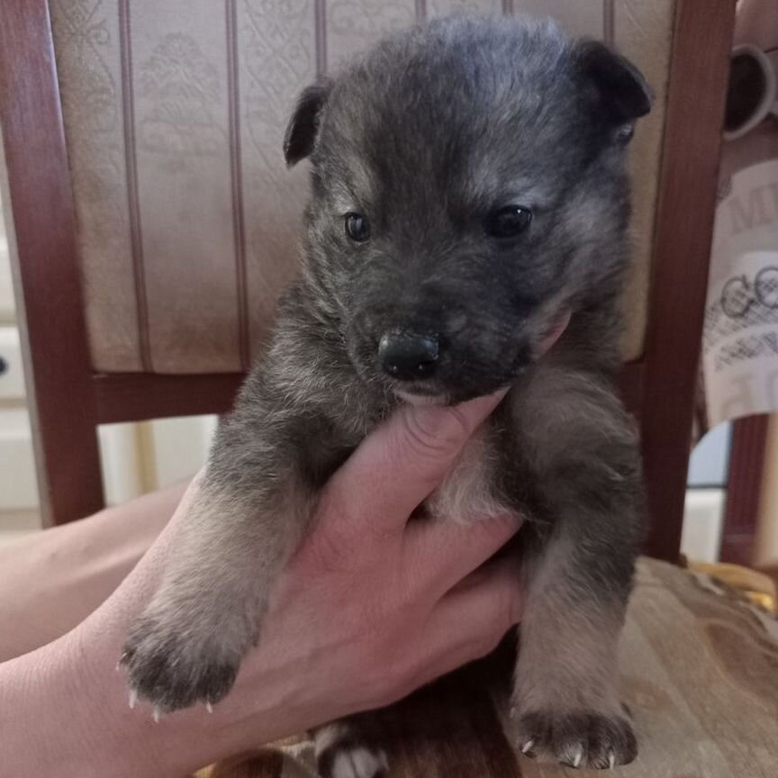 Дворняшка найдёныш 1 месяц