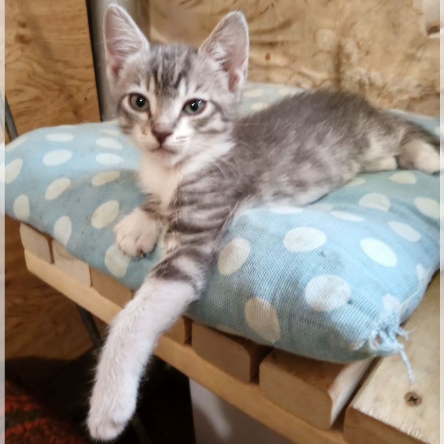 Канадский сфинкс котёнок