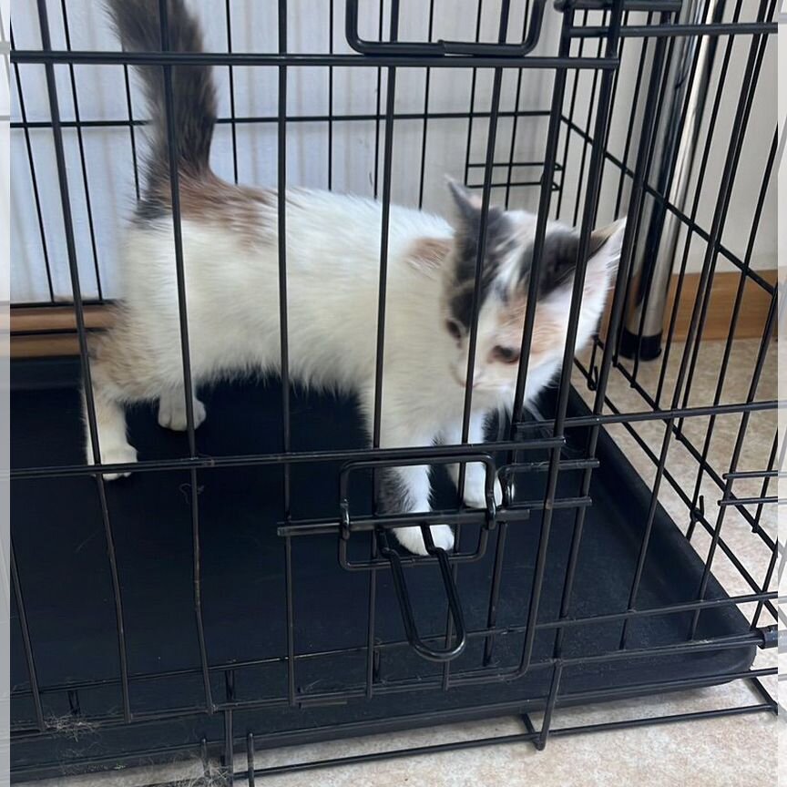 Котенок девочка,в добрые руки
