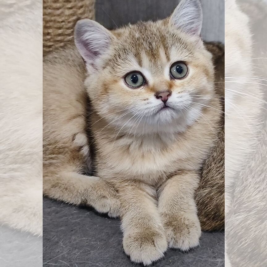 Шотландский прямоухий короткошёрстный котёнок