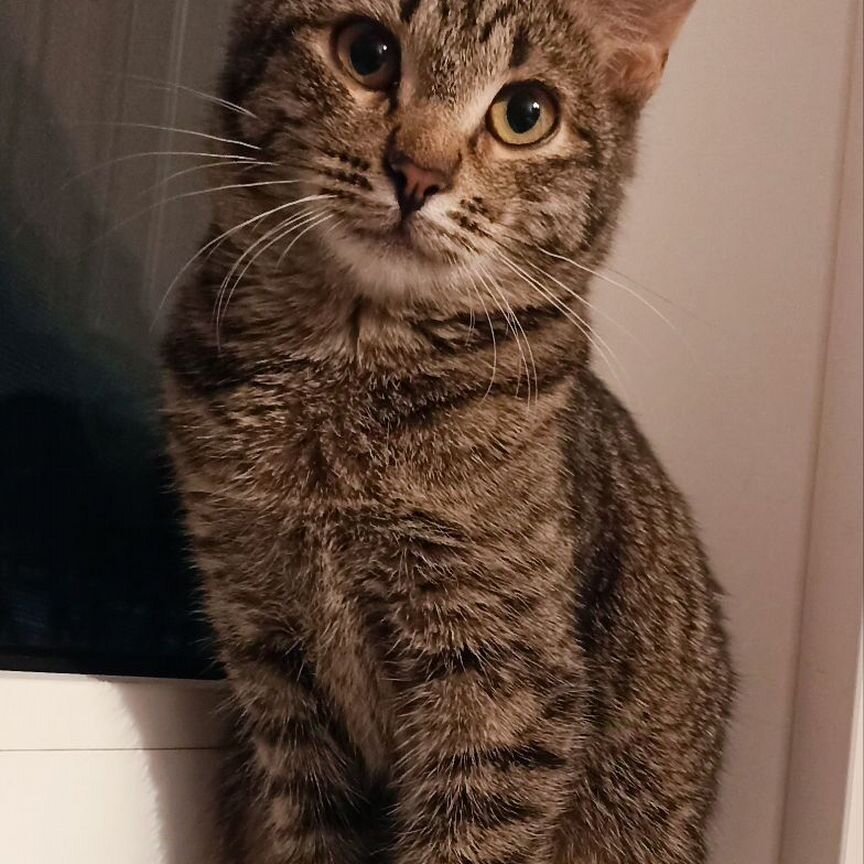 Котята