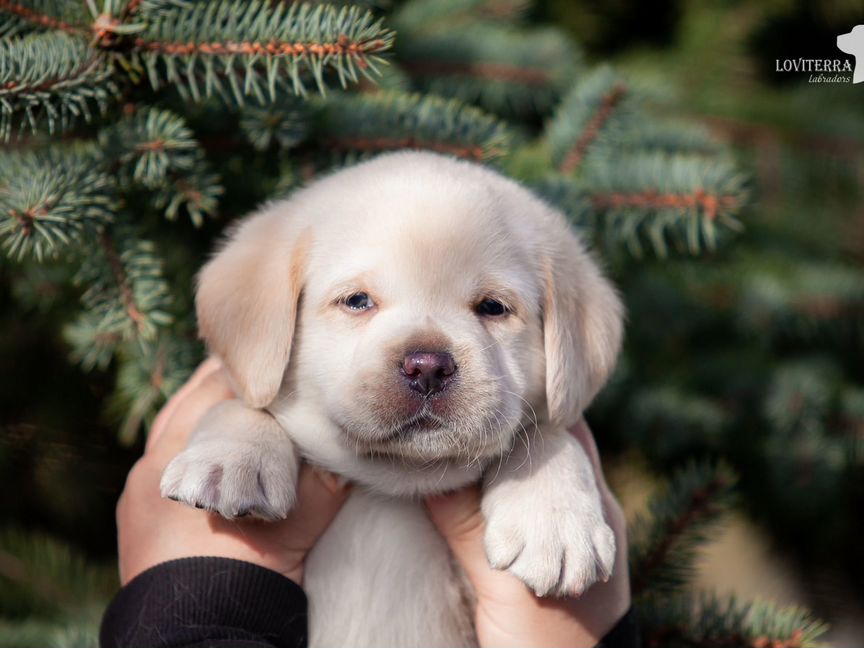 Палевые щенки лабрадора