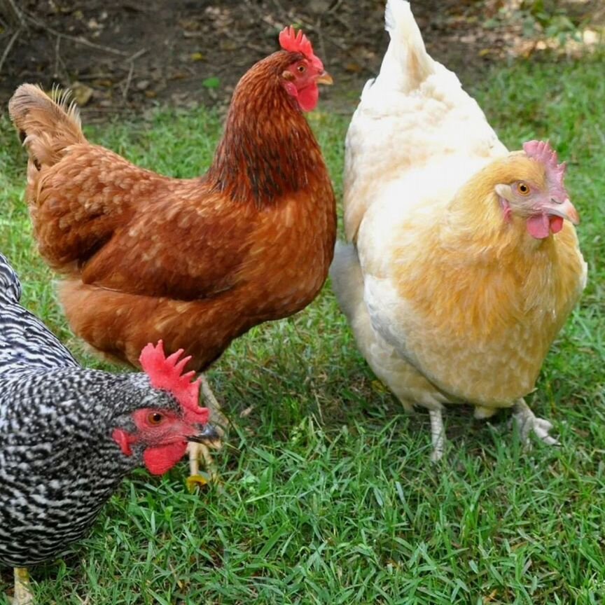 Куры несушки – яйценоскость