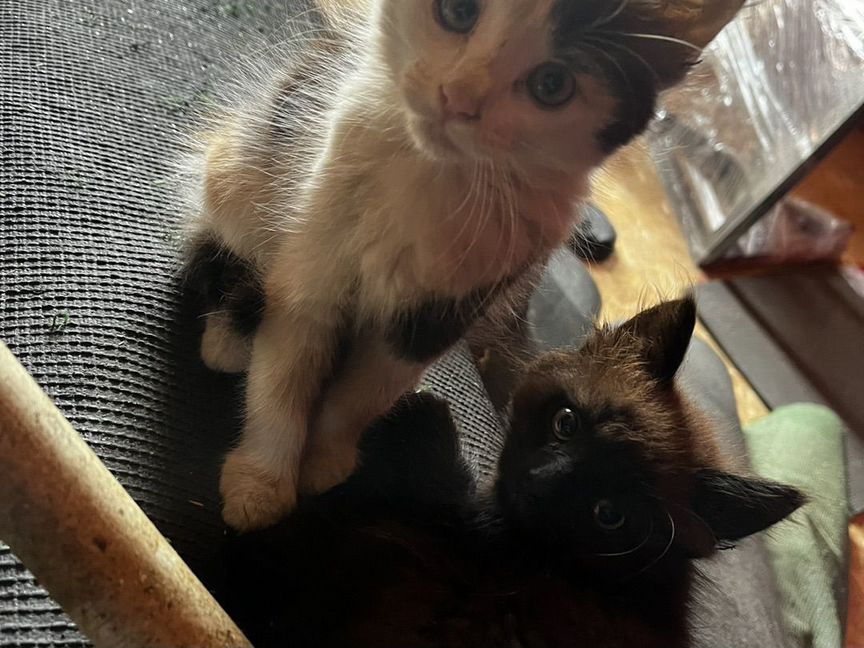 Котята в добрые руки