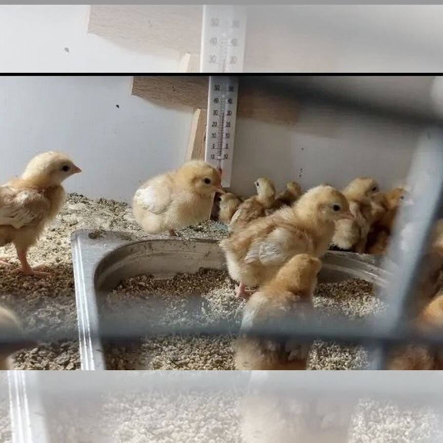 Цыплята 5 суточные Родонит