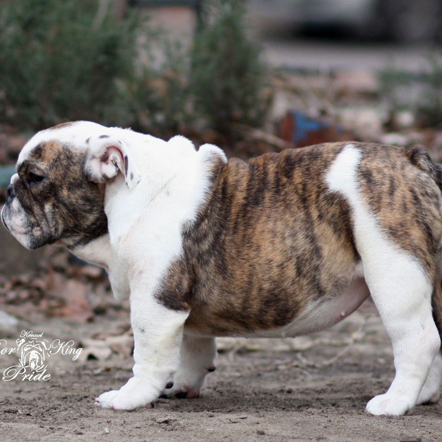 Английский бульдог