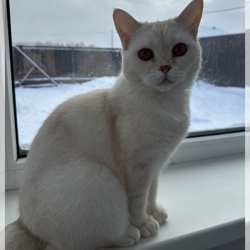 Шотландская прямоухая короткошёрстная кошка, вязка