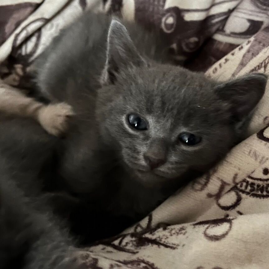 Сибирский котёнок
