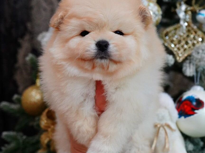 Померанское счастье