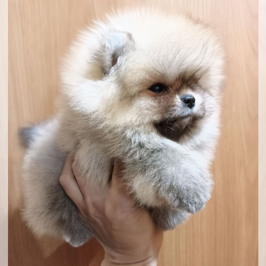 Померанский шпиц, щенок