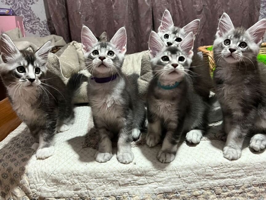 Котята Мейн Кун