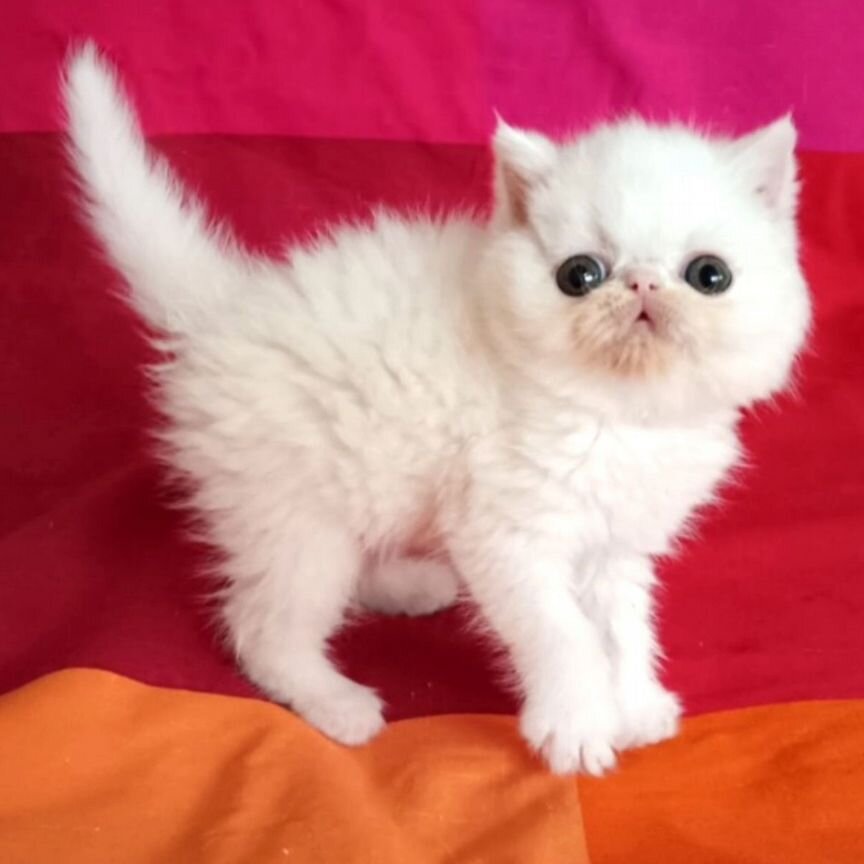 Экзотический короткошёрстный котёнок