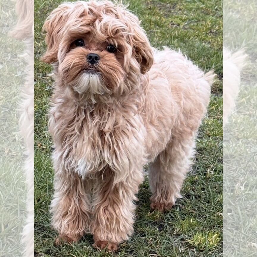 Мальтипу, щенок