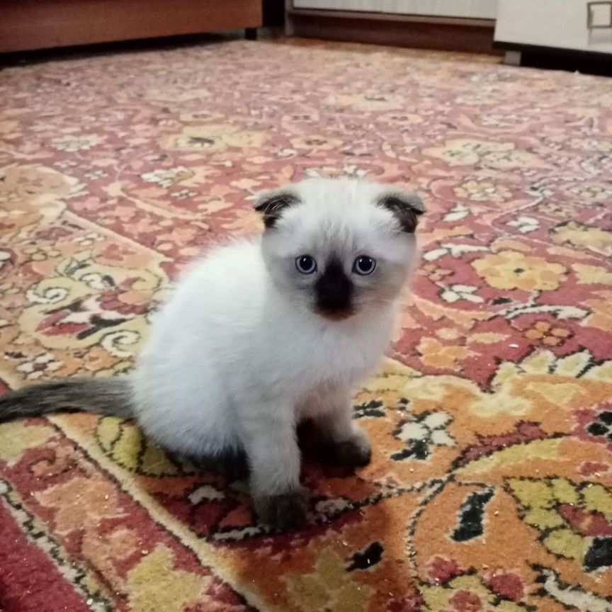 Отдадим котят от вислоухой шотландки
