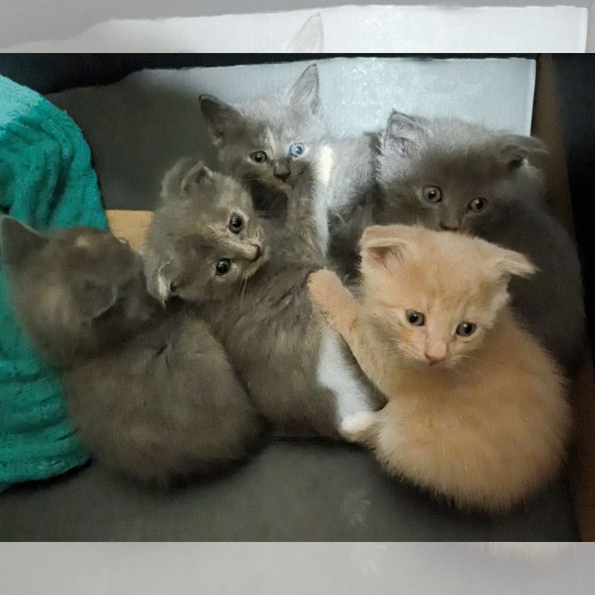 Котёнок в добрые руки