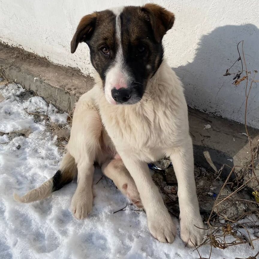 Щенок в добрые руки