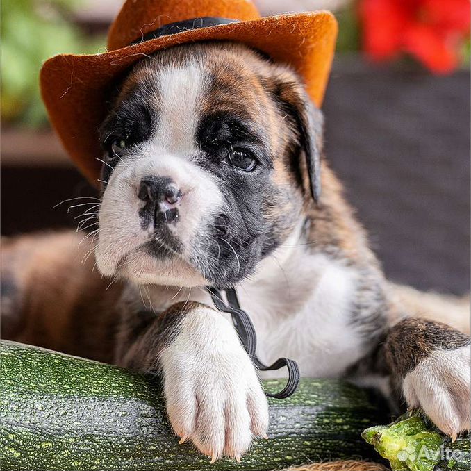 Мальчики- боксерчики