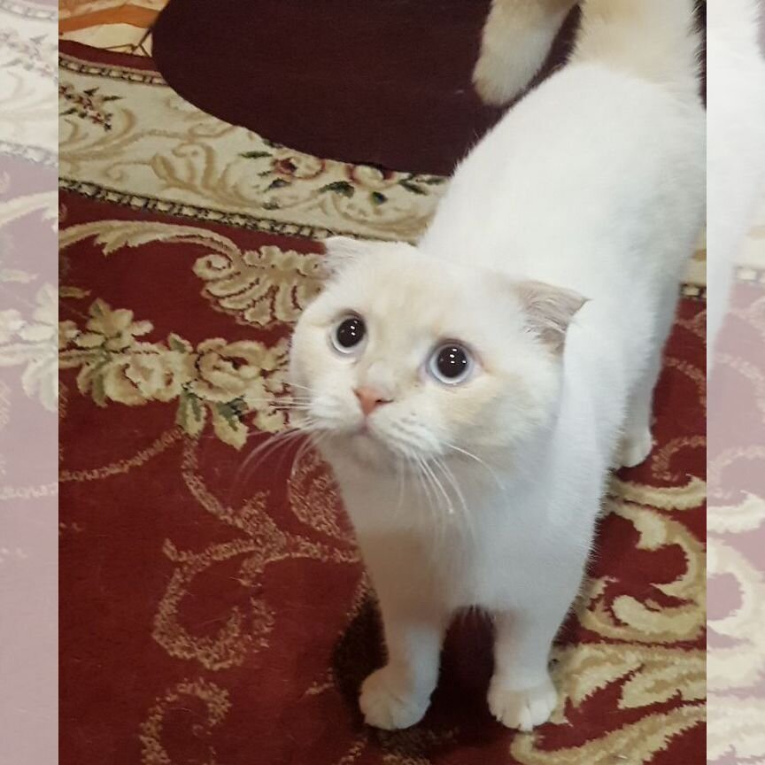 Кот для вязки шотландец вислоухий