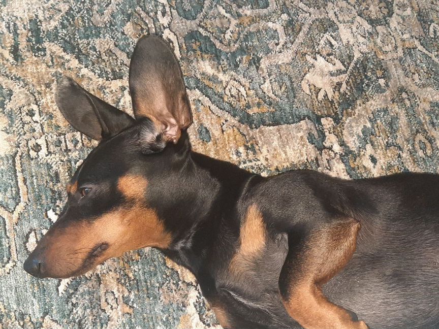 В добрые руки