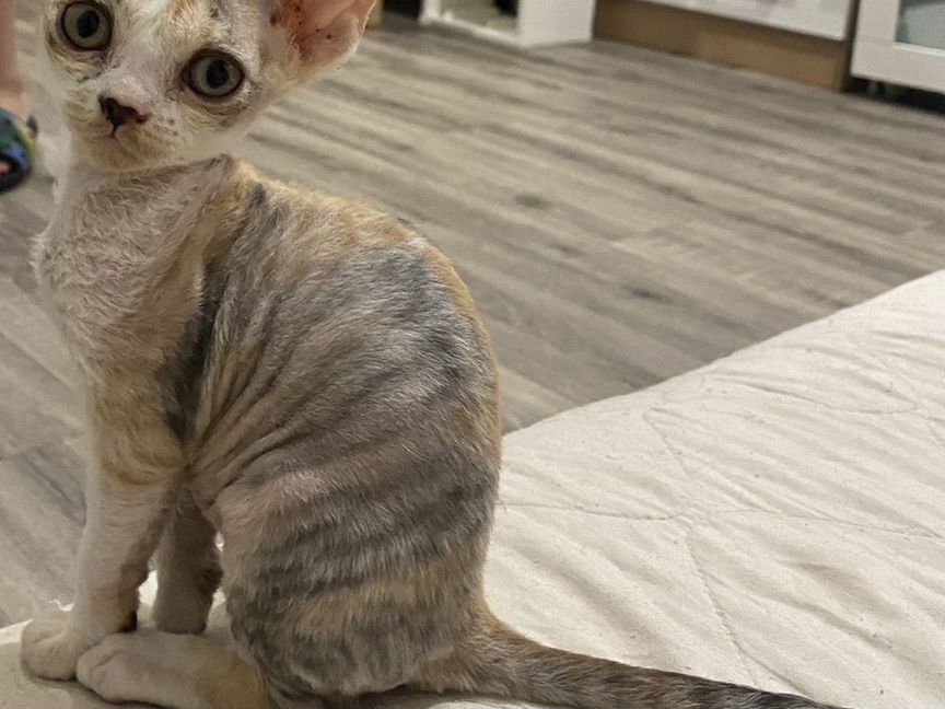 Девон-рекс девочка