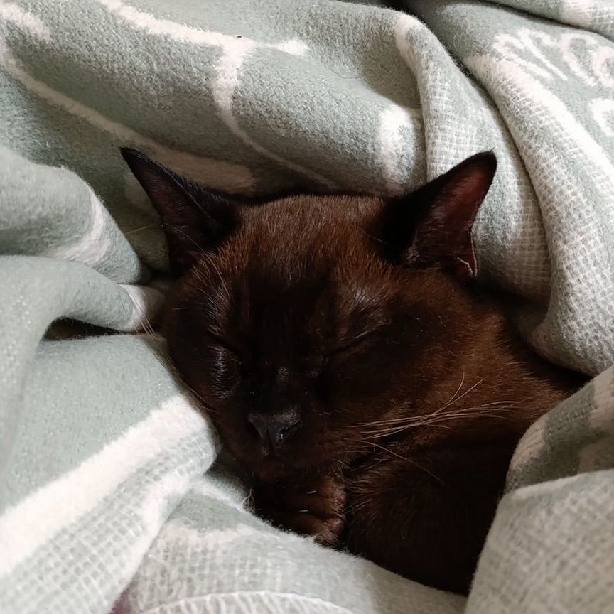 Бурманский котенок