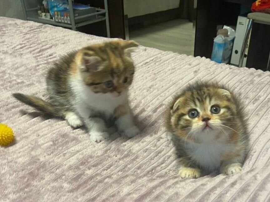 Шотландские котята