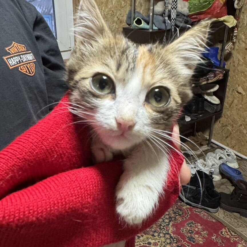Котёнок в добрые руки