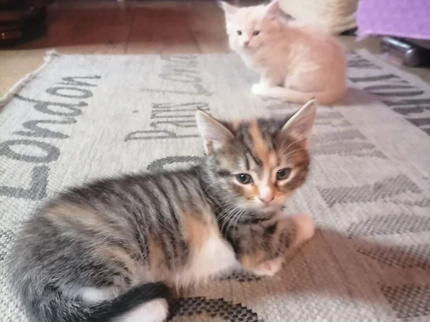 Кошка