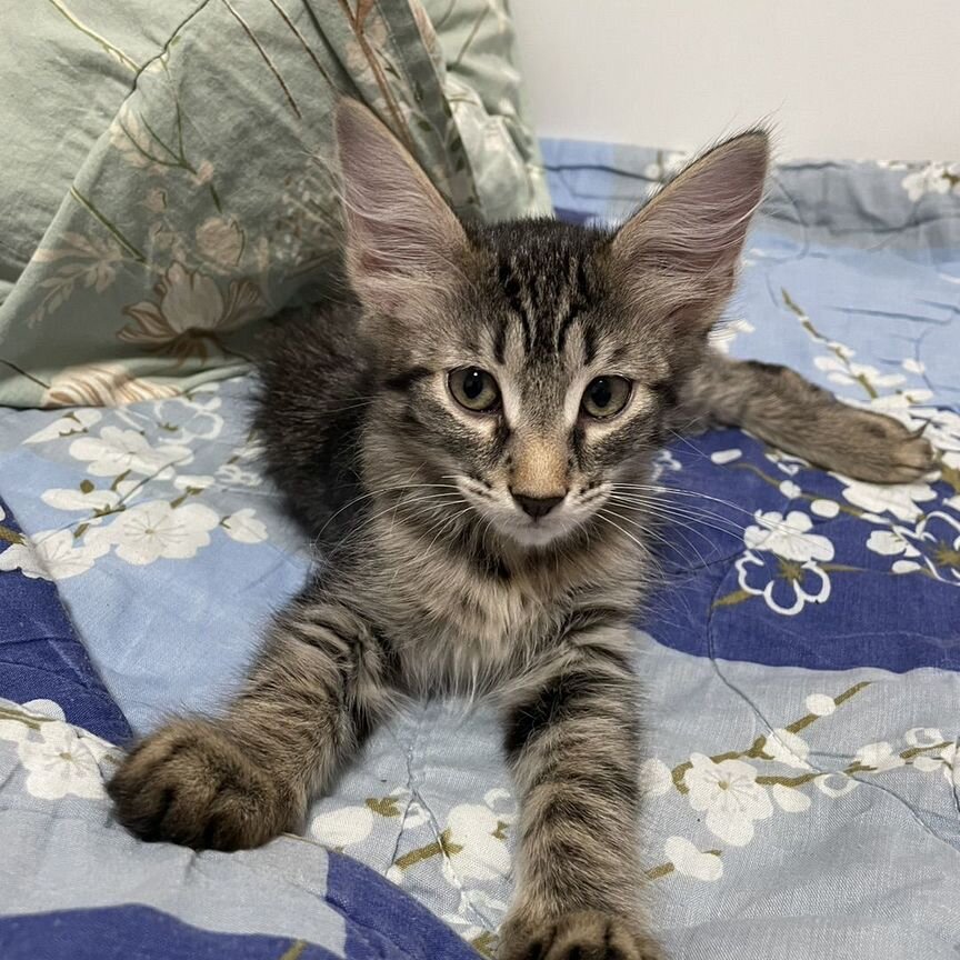 Котенок 2,5 мес