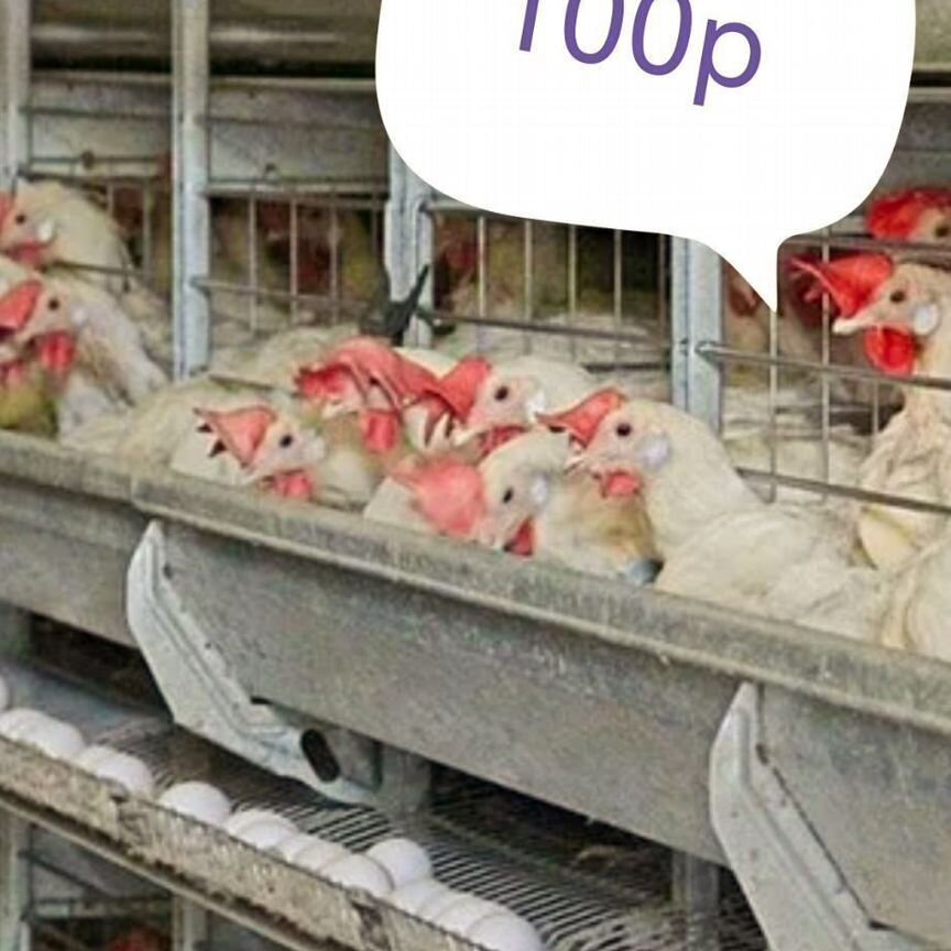 Куры