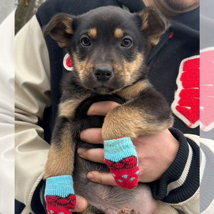 Щенки очень мерзнут. В дар