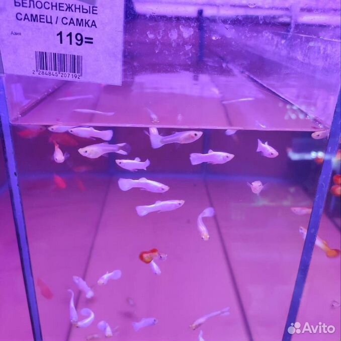 Гуппяшки цвет