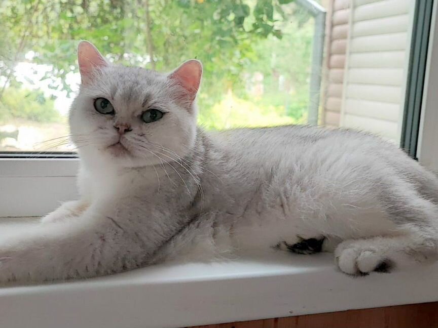 Серебристая британская шиншилла