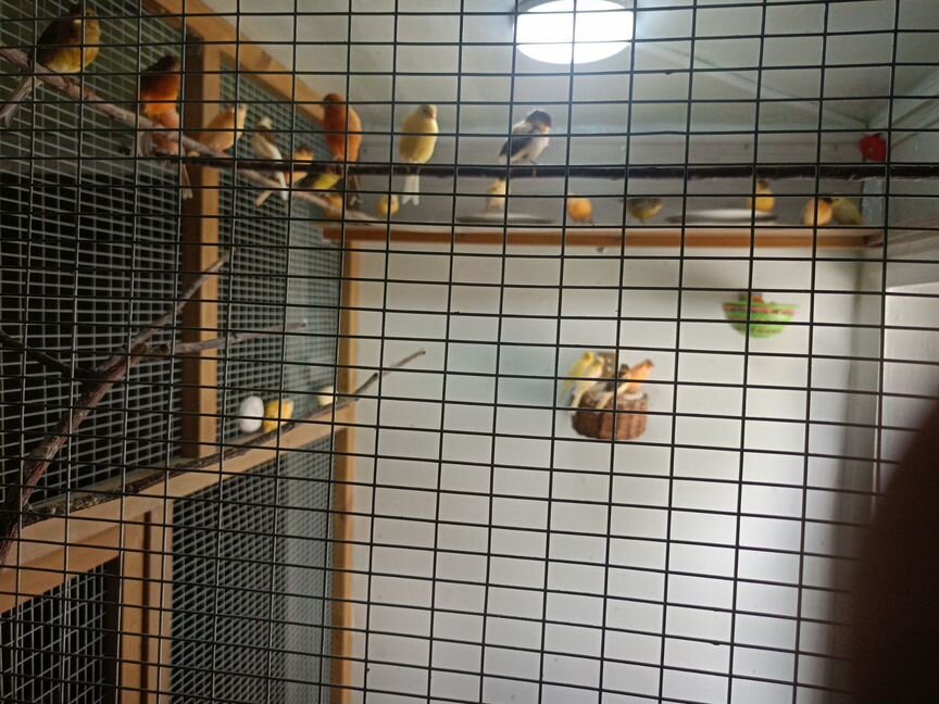 Продаю канареек и кенаров