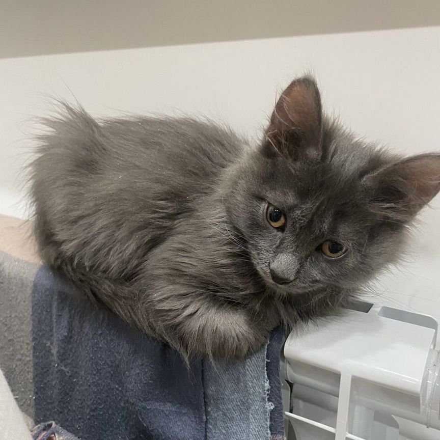 Отдам котят в добрые руки