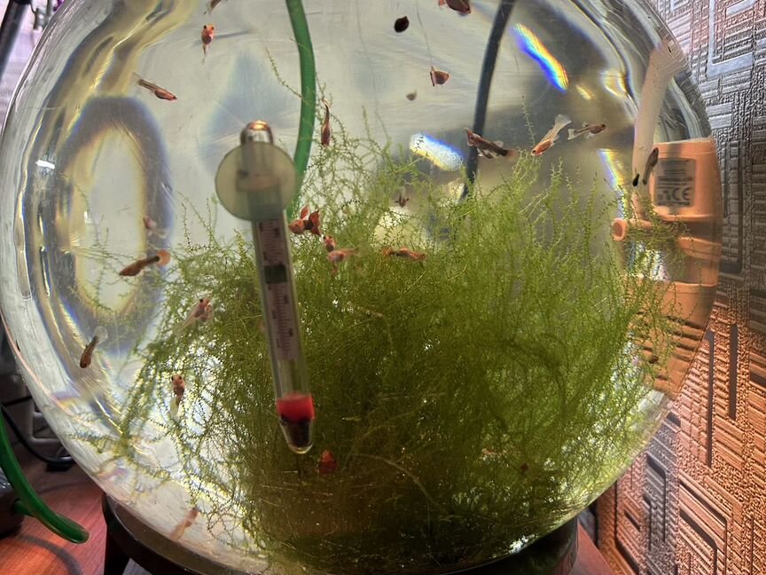 Рыбки гуппи "Берлинские"