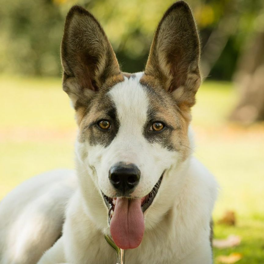 Щенок в добрые руки бесплатно