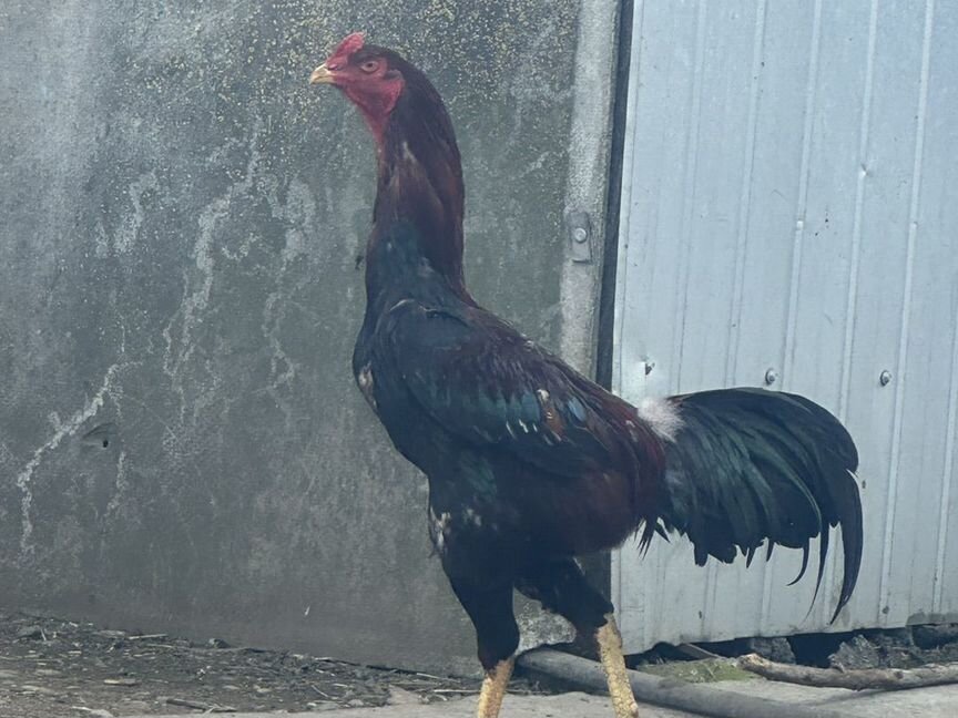 Бойцовский петух