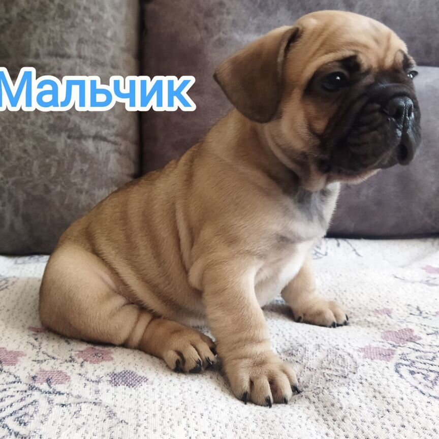 Французский бульдог, щенок