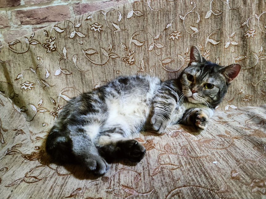 Манчкин кошечка