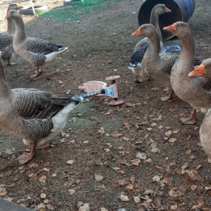 Гуси, куры, индюшка