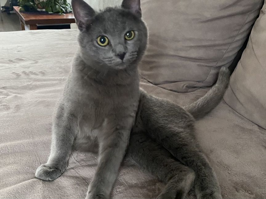 Котики бесплатно в добрые руки
