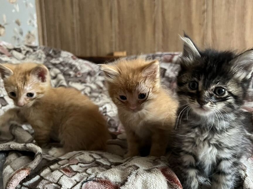 Котята в добрые руки