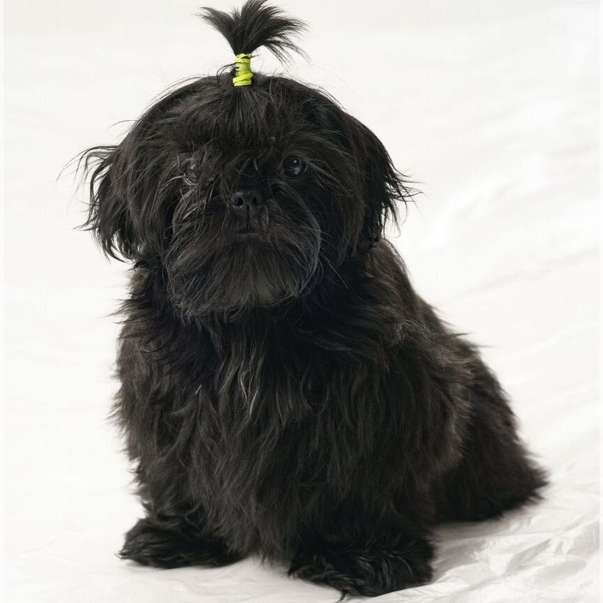 Щенки ши-тцу