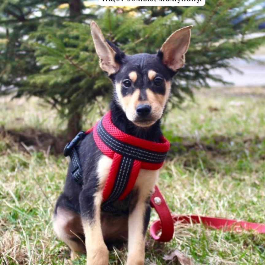 Щенок в добрые руки