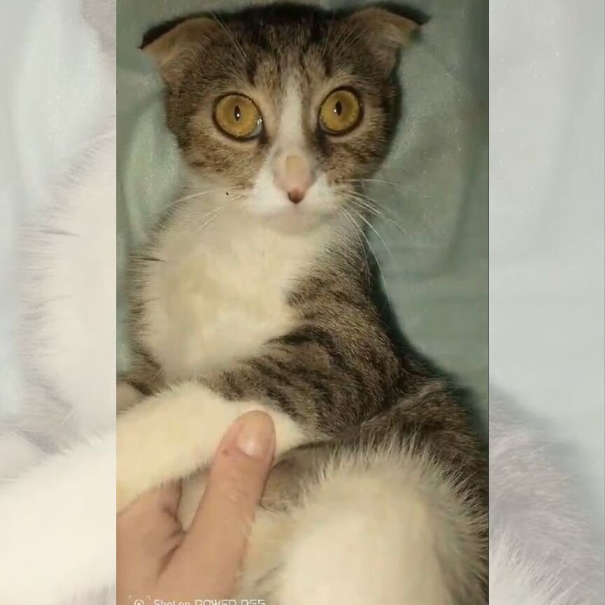 Кошечка вислоушка ищет дом