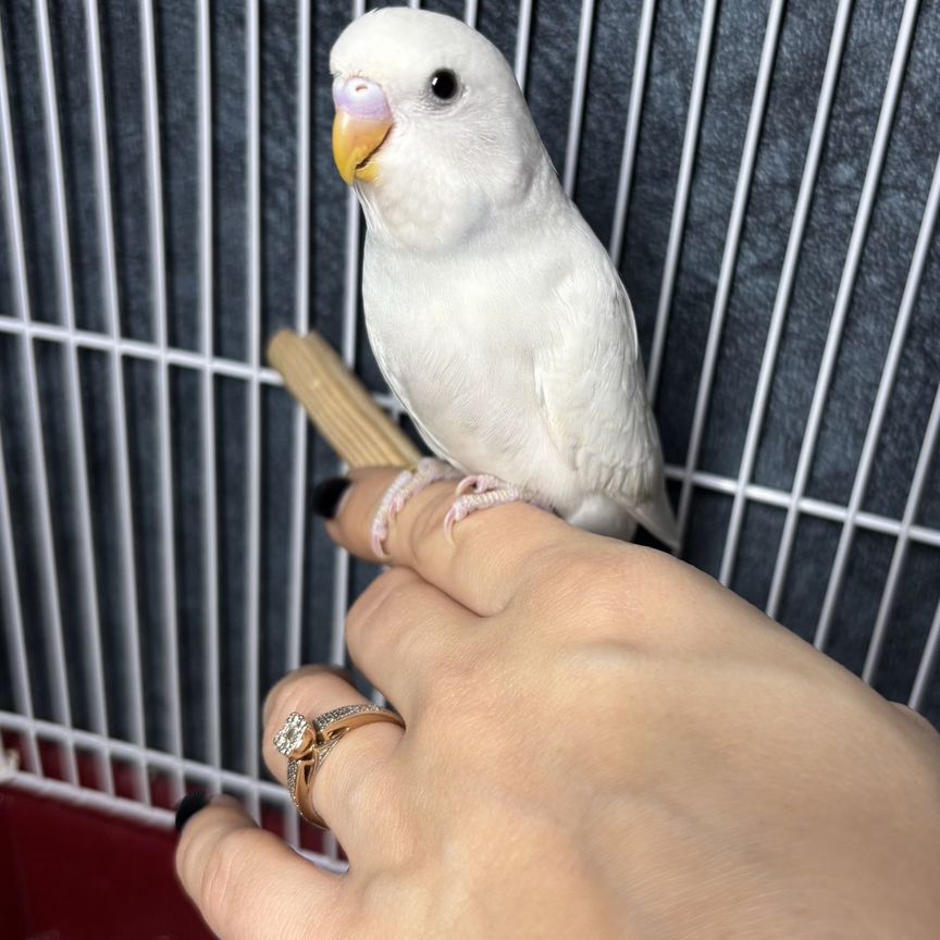 Волнистый попугай. Птенец из гнезда