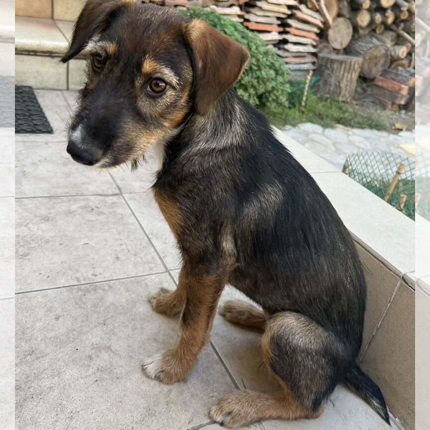 Щенок в добрые руки бесплатно