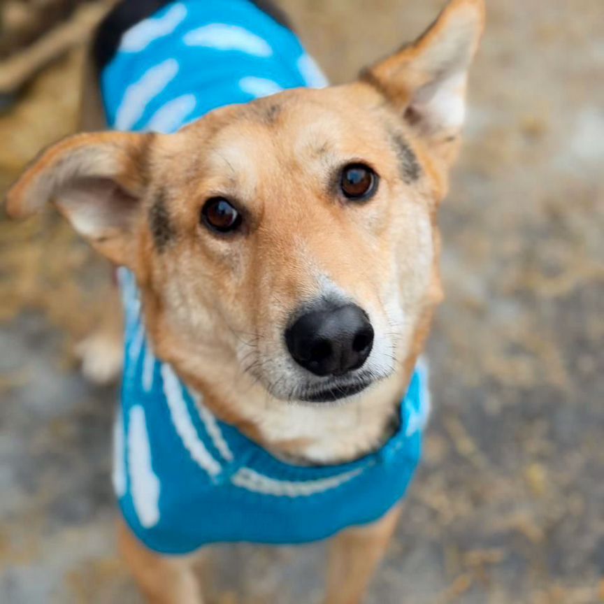 У Джоя больше нет хозяина,и теперь он приютский