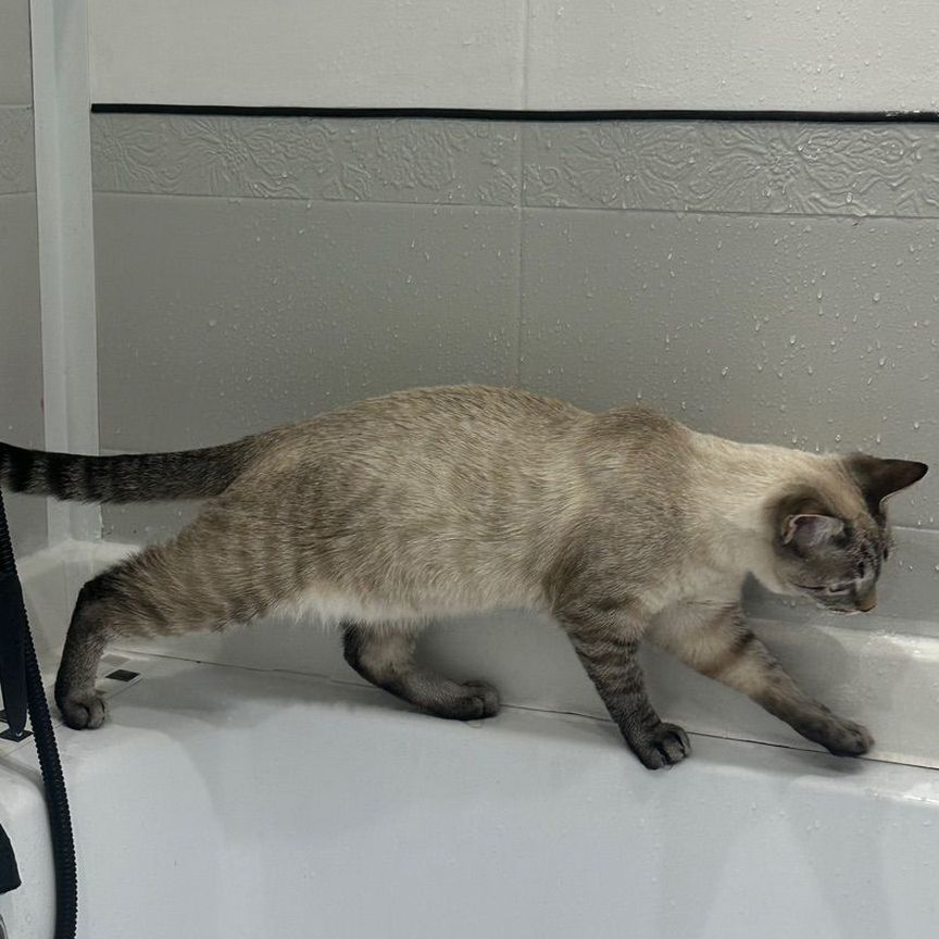 Отдам кота в добрые руки